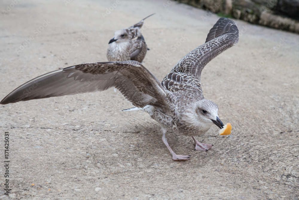 Group of seagulls eating bread crumbs on paved seafront on coast. Stock ...
