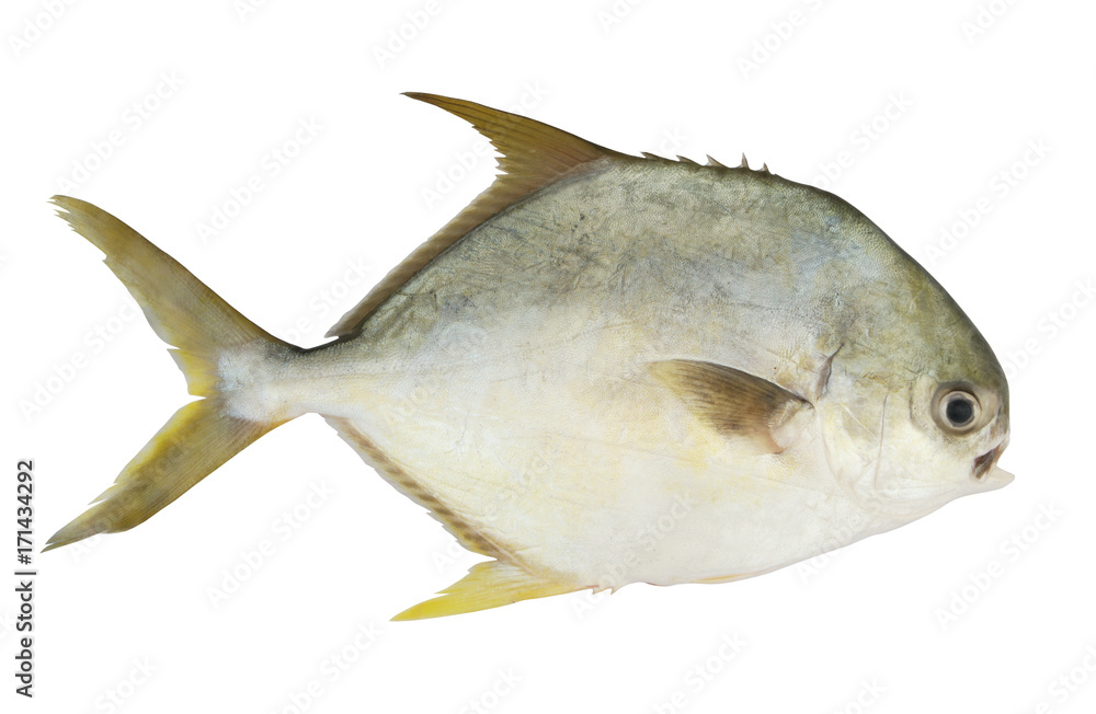Pomrfet fish or pompano fish isolated on white background Stock Photo ...