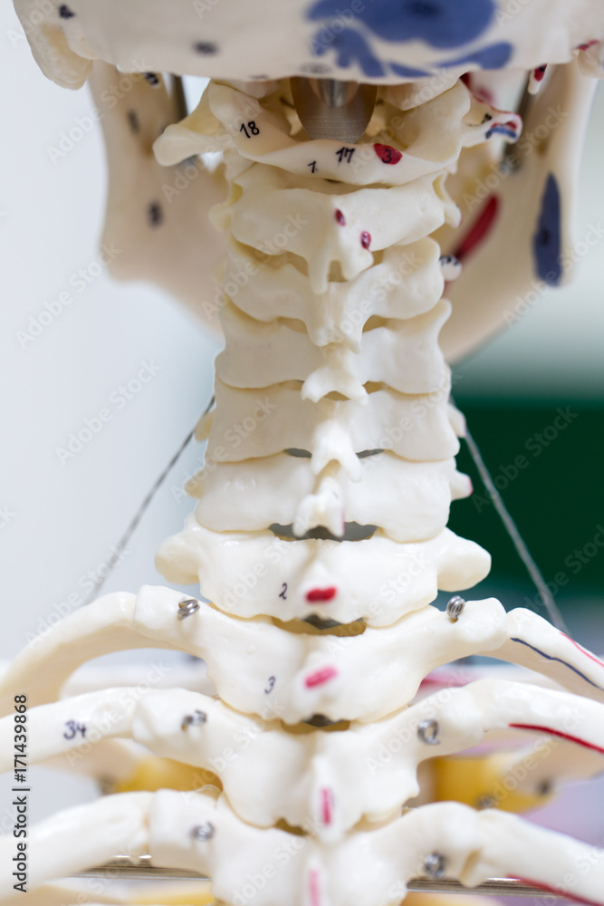 The vertebral column, also known as the backbone or spine, is part of ...