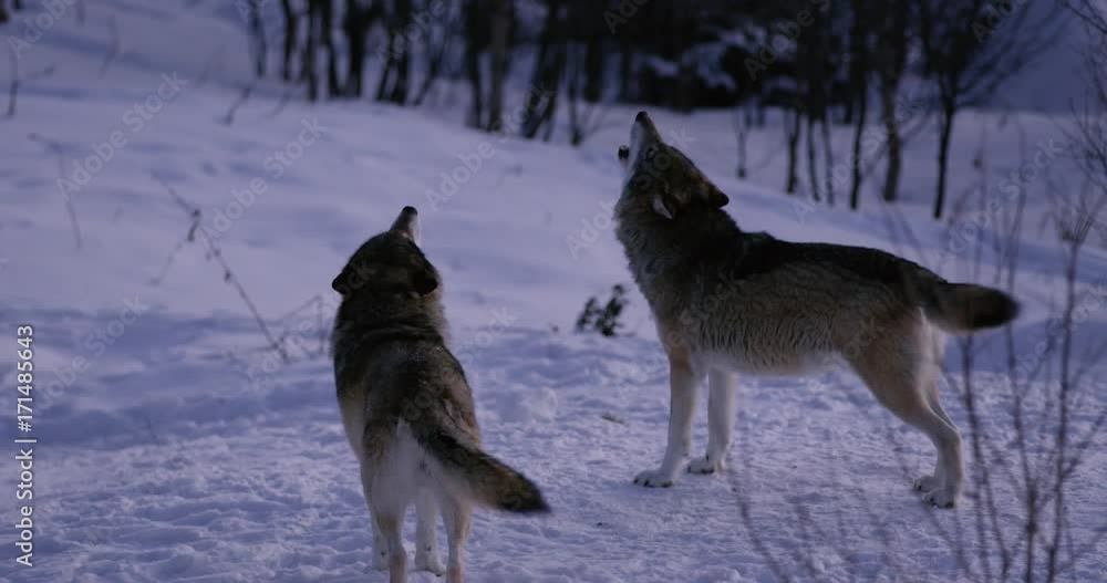 Wolves howling a cold winter night in the forest Stock Video | Adobe Stock
