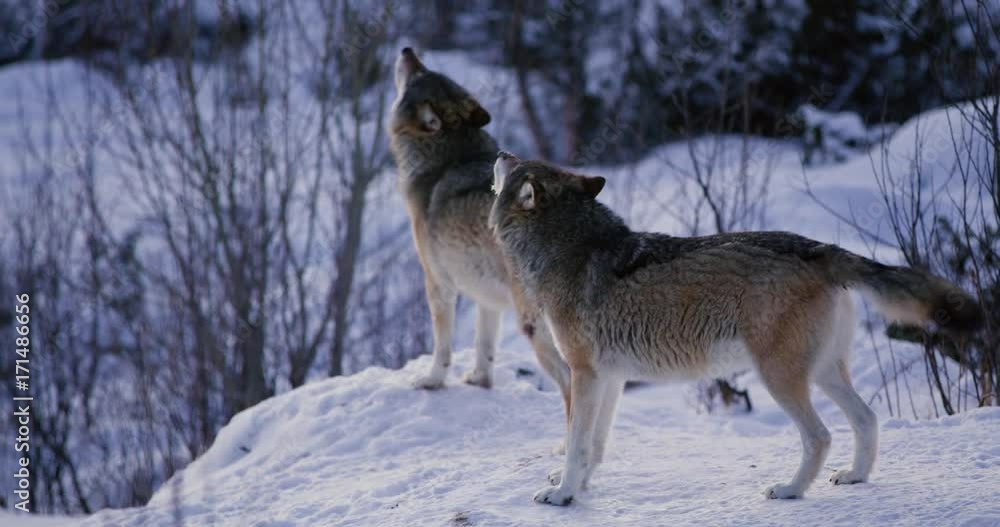 Wolf howling a cold winter night in the forest Stock Video | Adobe Stock