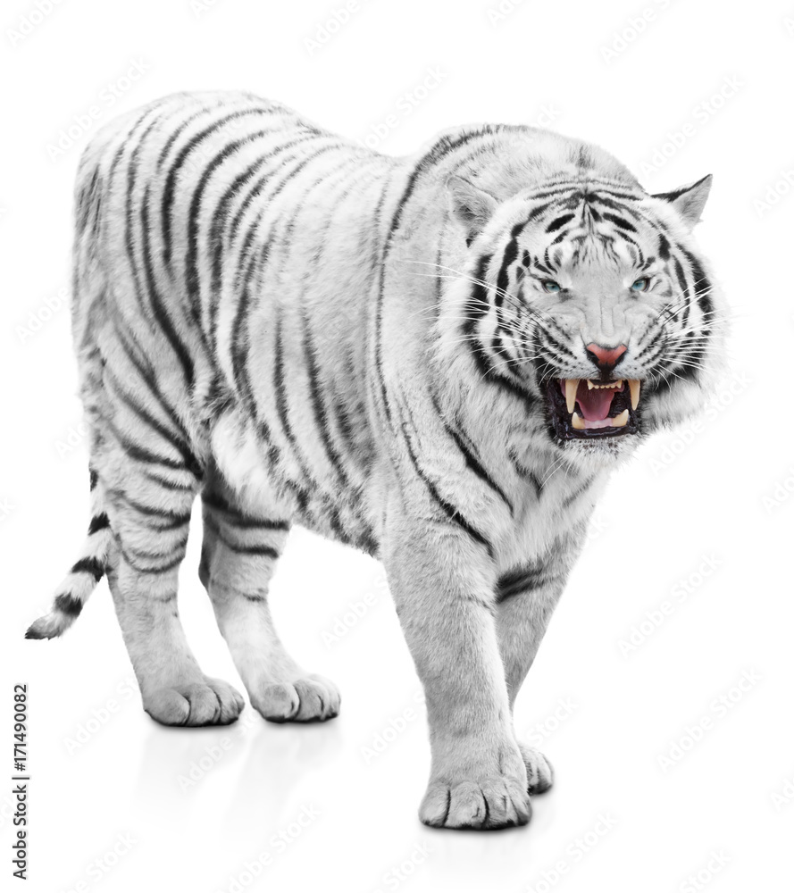 Angry White Tiger