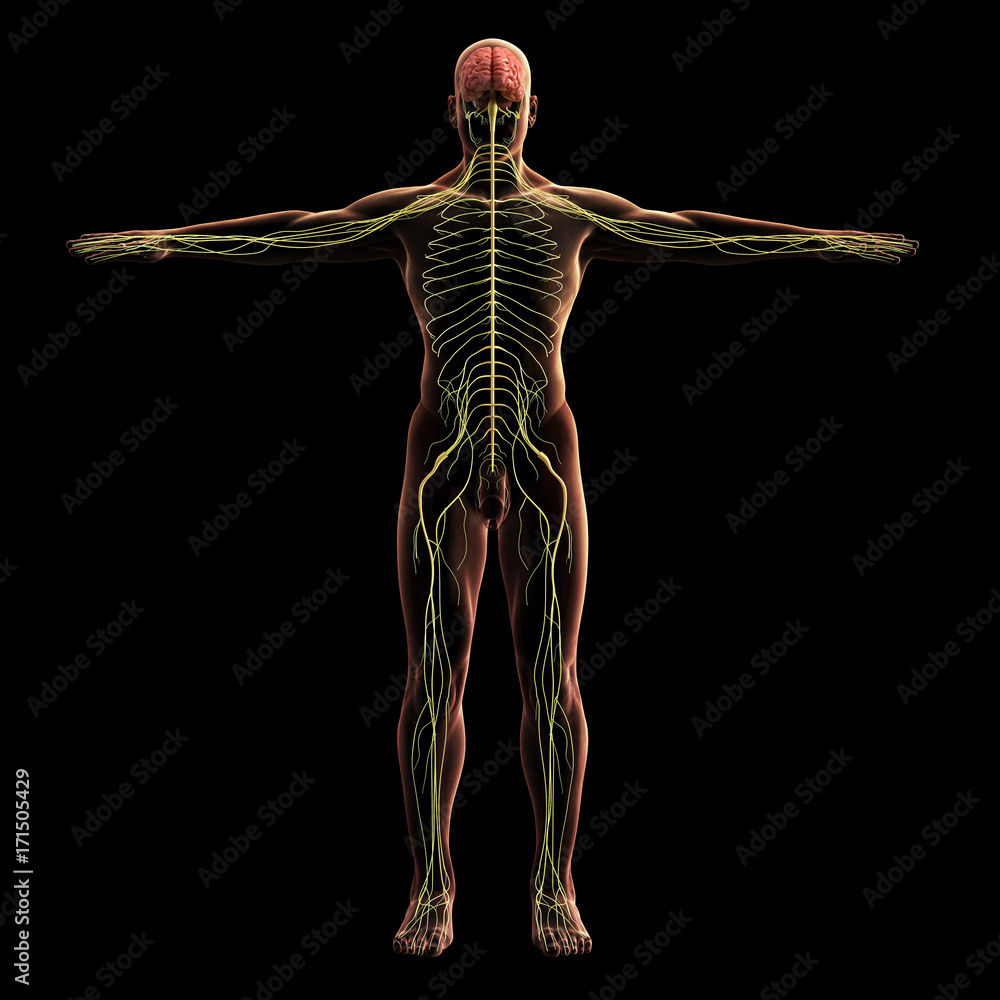 Nervous System Background