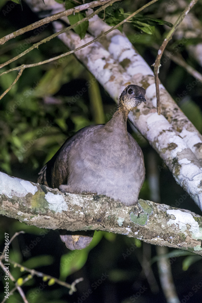 Macuco (Tinamus solitarius) | Solitary Tinamou photographed in Linhares ...