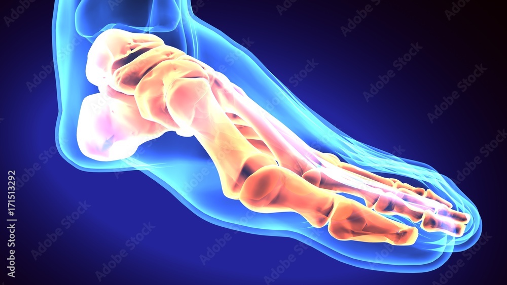 3d rendered anatomy illustration of a human foot Stock Illustration ...