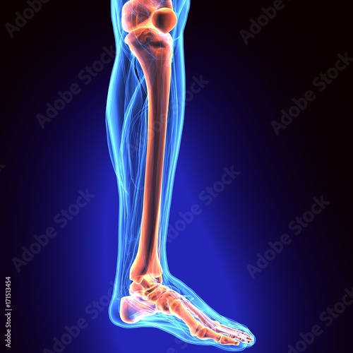 Human Leg Joints