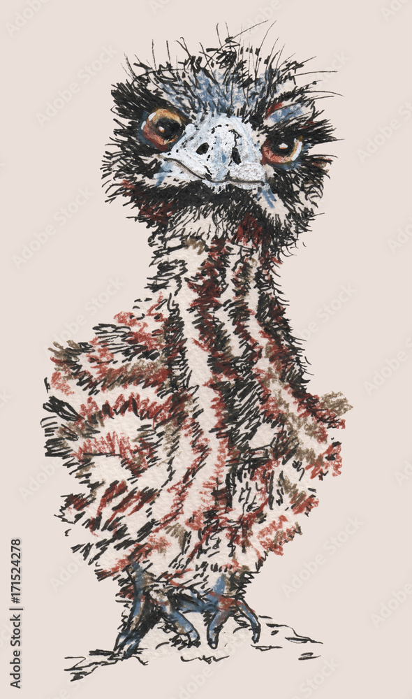 Australian Emu Baby