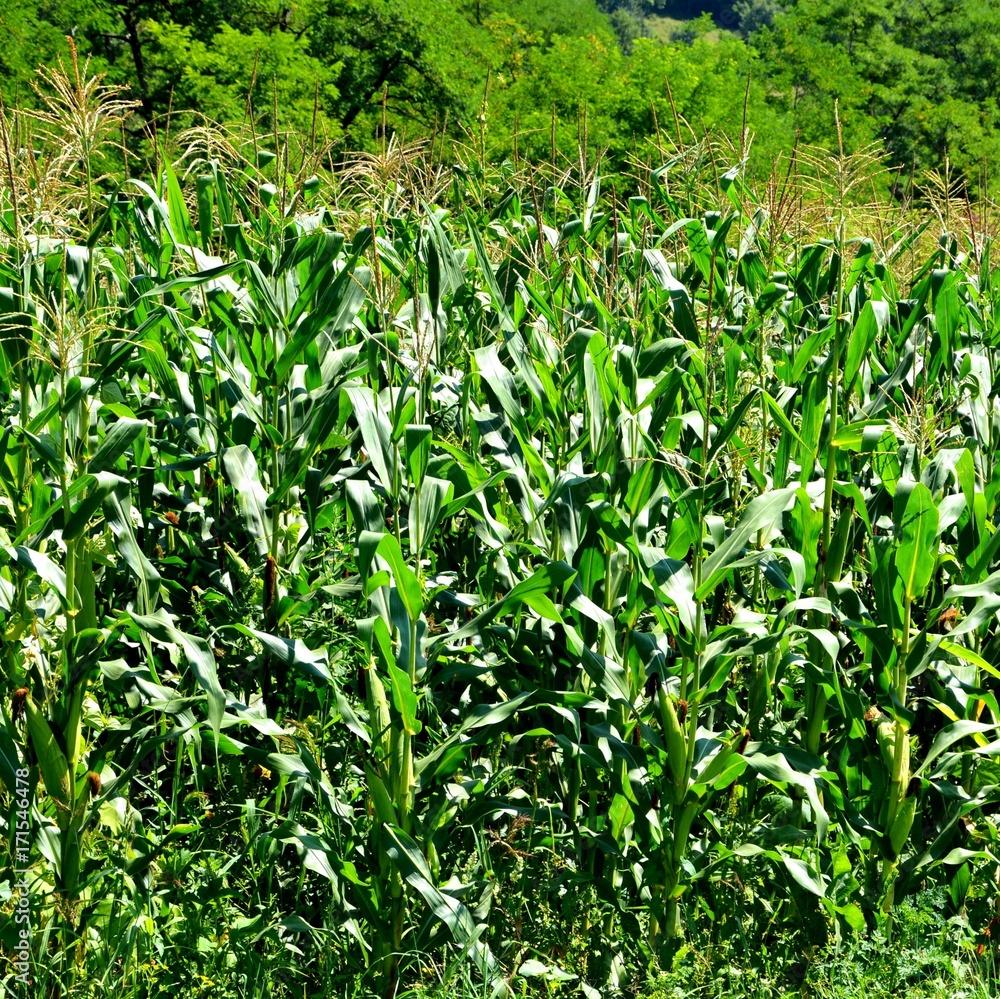 Corn field. Harvesting time. Typical rural landscape in the plains of ...