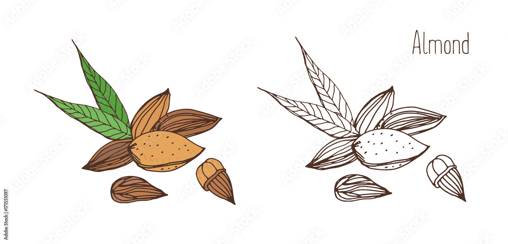 Beautiful Colored And Monochrome Drawings Of Almond Fruits In Shell And