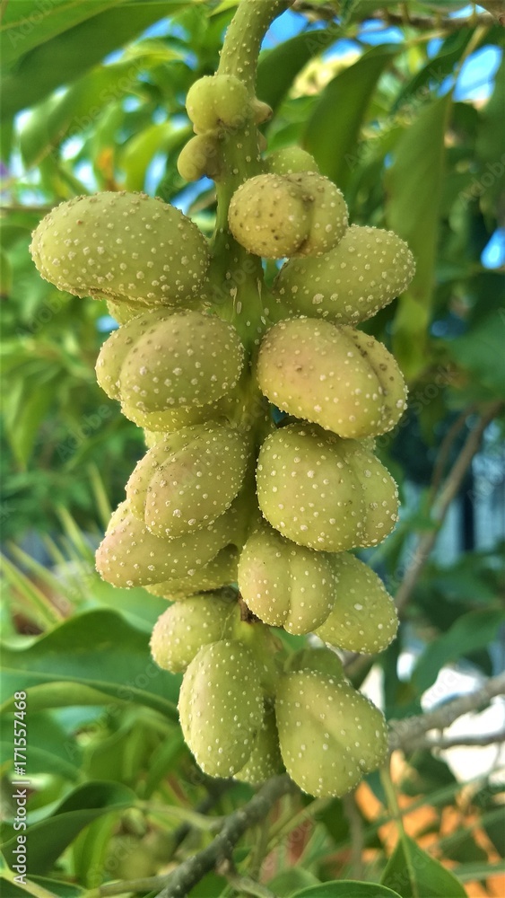 Magnolia champaca fruit Stock Photo | Adobe Stock