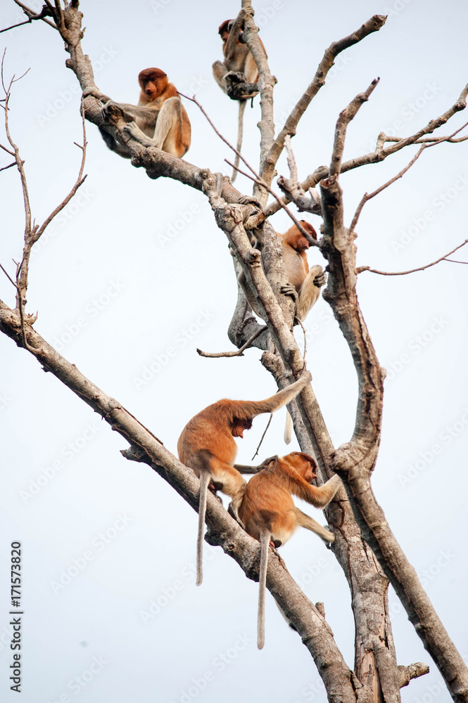 The proboscis monkey (Nasalis larvatus) or long-nosed monkey, known as ...