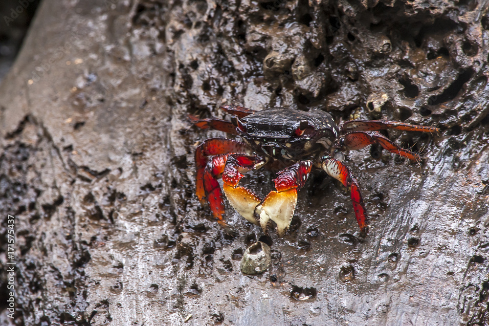 Aratu-vermelho (Goniopsis cruentata) | Mangrove root crab photographed ...