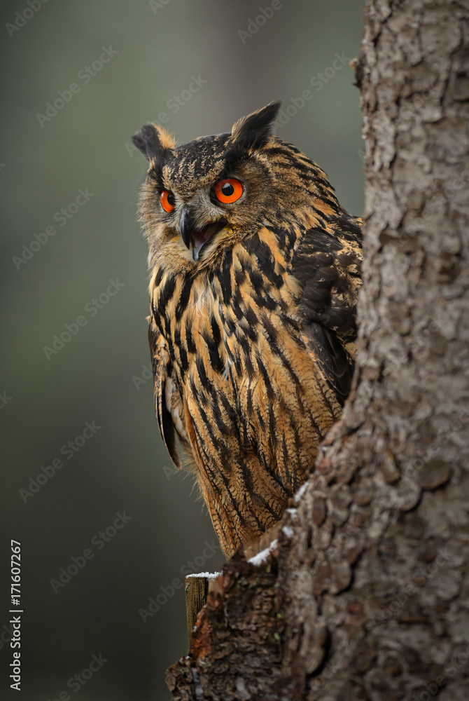 Eurasian Eagle-owl - Bubo bubo Stock Photo | Adobe Stock