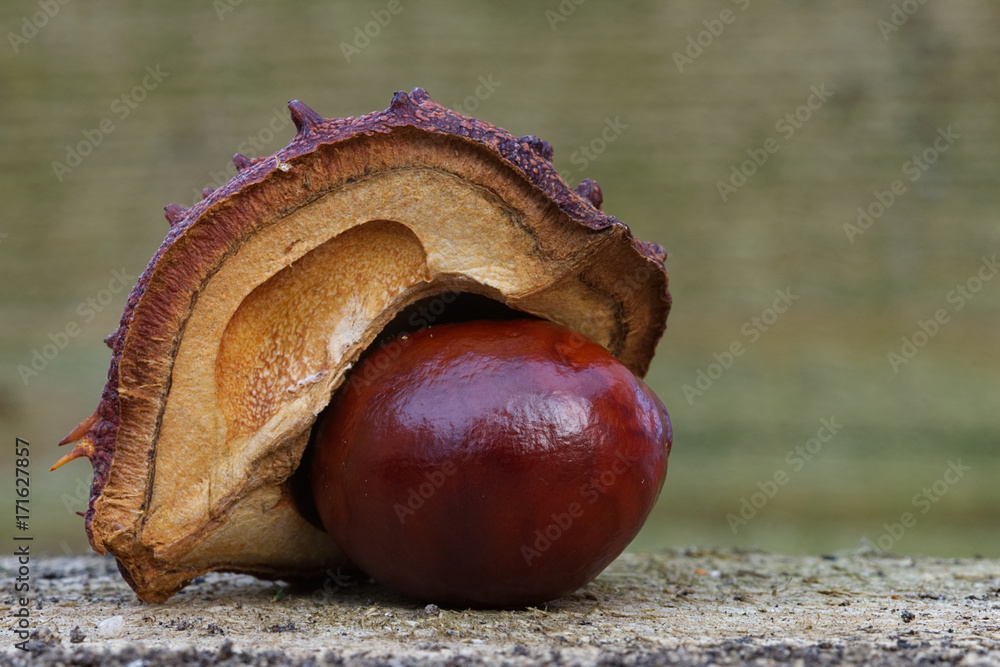 Conkers and the outer shell from the horse chestnut tree Stock Photo ...