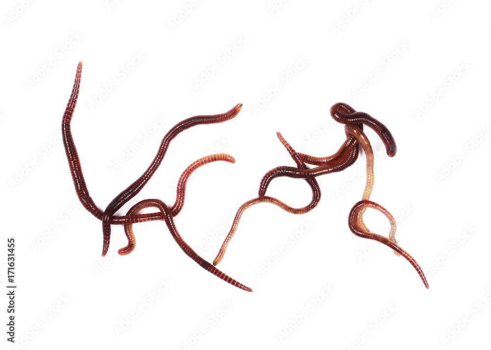Macro earthworm ( brandling worm, panfish worm, trout worm, tiger worm ...