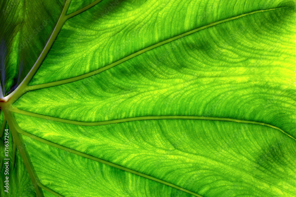 Foglia di pianta in texture Stock Photo | Adobe Stock