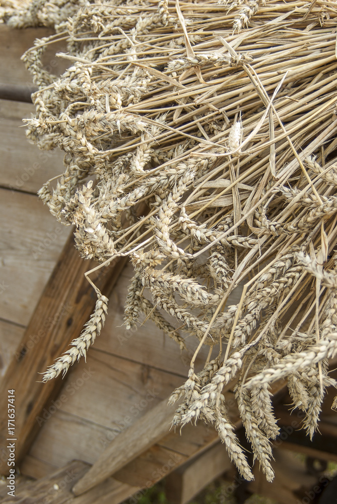 Nahaufnahme von gemähtem Weizen auf einem Wagen vor dem dreschen mit ...
