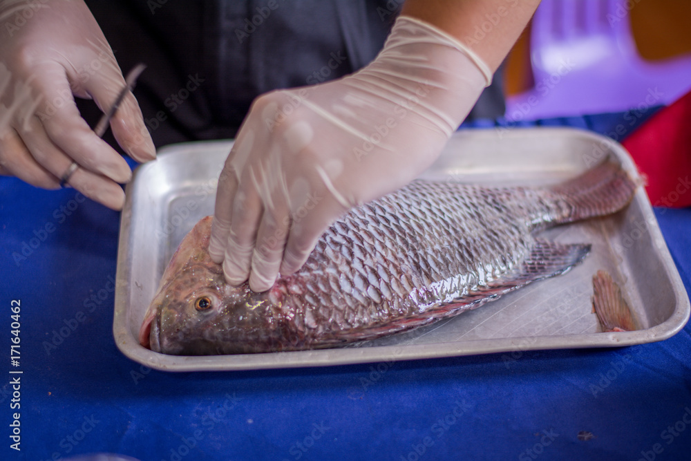 Scientist surgery fish for study or research freshwater fish , Disease ...