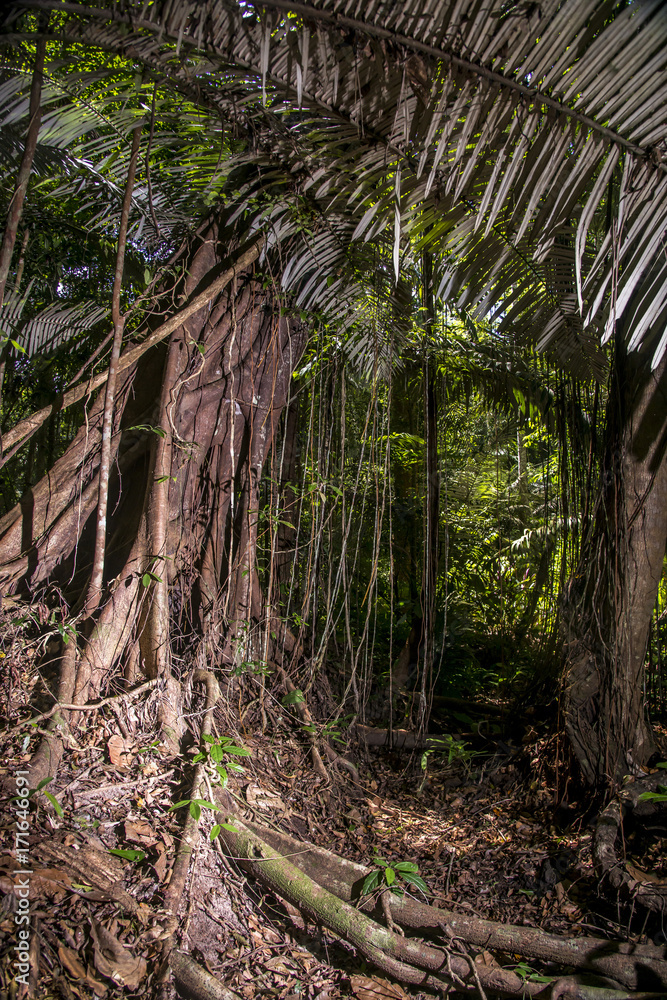 Floresta (paisagem) | Forest Landscape photographed in Linhares ...