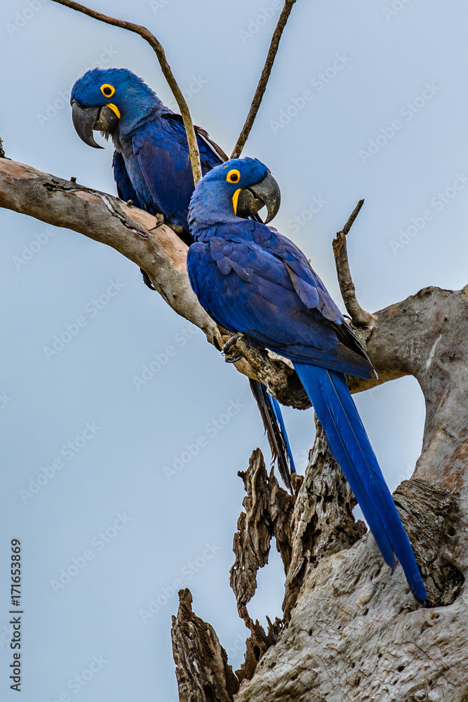 Hyacinth Macaw (Anodorhynchus hyacinthinus) lives in the biomes of the ...