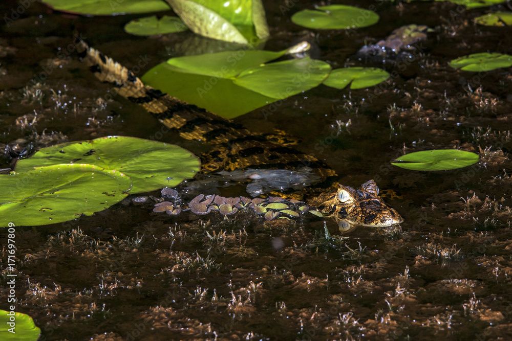 Jacaré-de-papo-amarelo (Caiman latirostris) | Broad-snouted caiman ...