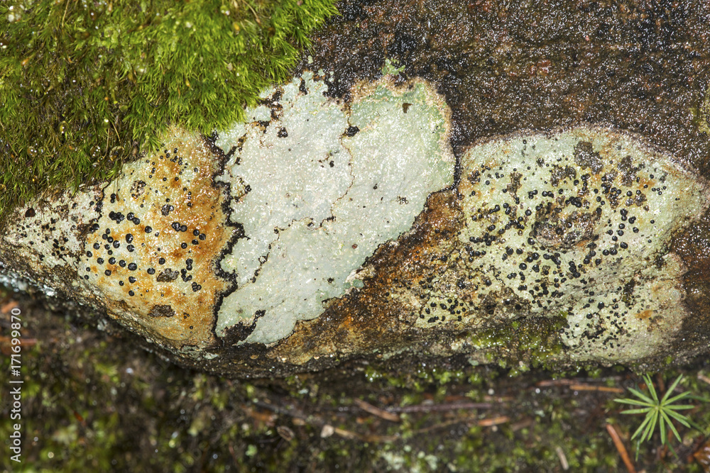 Crustose Lichen Rock