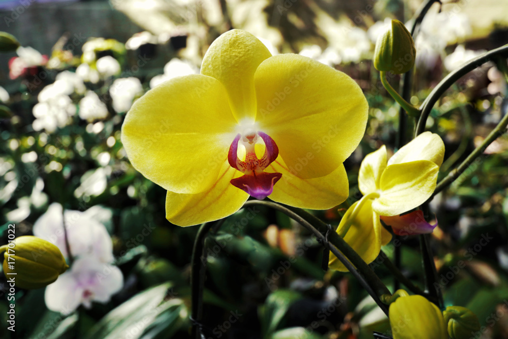 Yellow Phalaenopsis Orchid