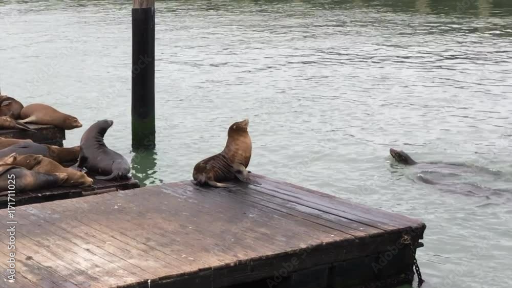 Vidéo Stock 4K HD Video of sea lions on floating wood docks in Northern ...
