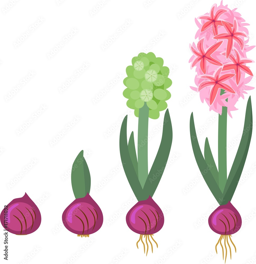 Hyacinth growth stage. Life cycle of garden hyacinth Stock Vector ...