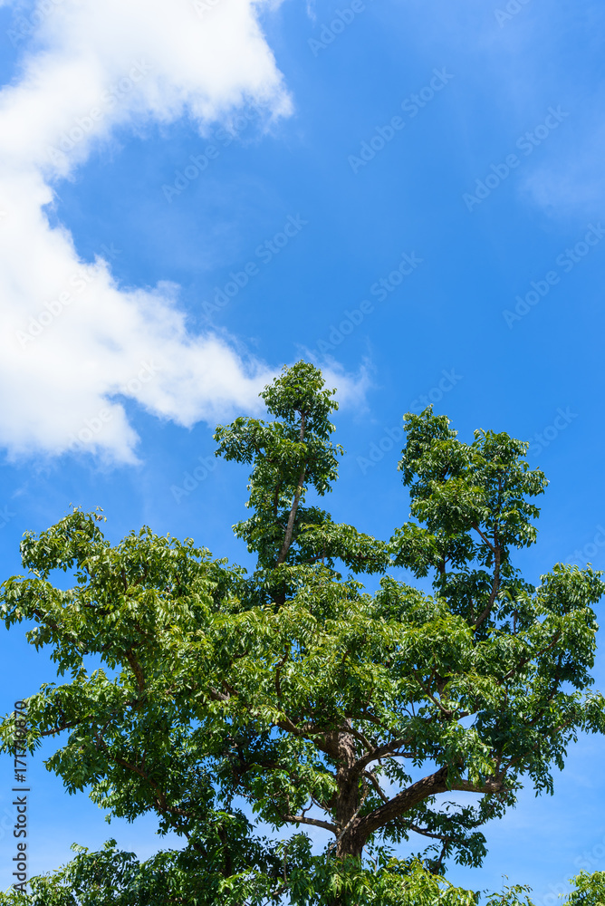 Neem tree or Azadirachta indica with blue sky background. Stock Photo ...