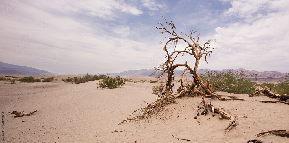 Dead tree at Desert in Dead Valley, Nevada Stock Photo | Adobe Stock