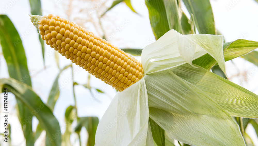 Ear of corn with big grains growing on a field before harvest. Closeup ...