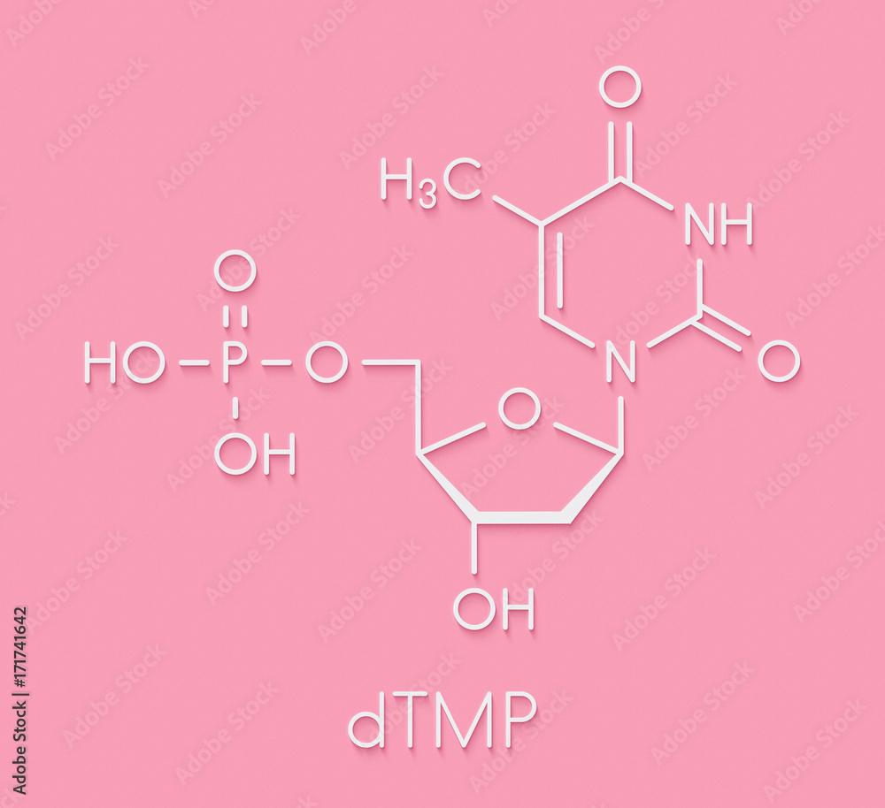 Thymidine monophosphate (TMP, thymidylate) nucleotide molecule. DNA ...