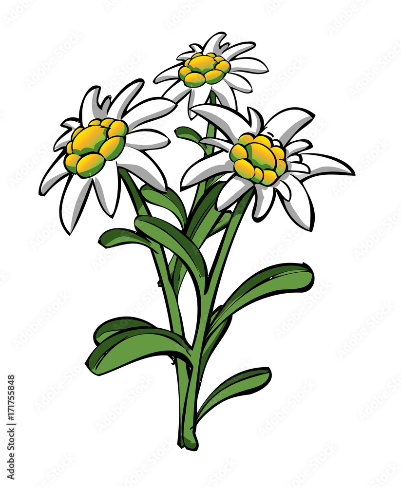 alpine edelweiss flowers Stock Vector | Adobe Stock