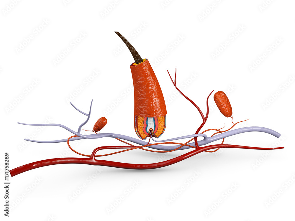 The structure of the hair bulb, anatomical training poster. 3d ...