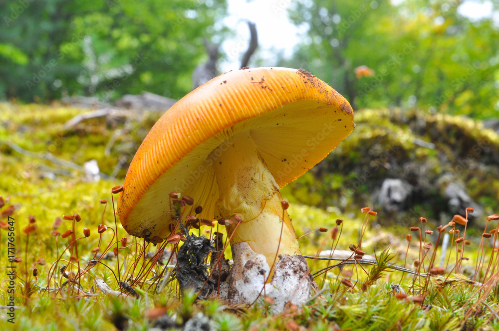 Caesar's mushroom (Amanita caesarea) grows in moss in the forest. Most ...