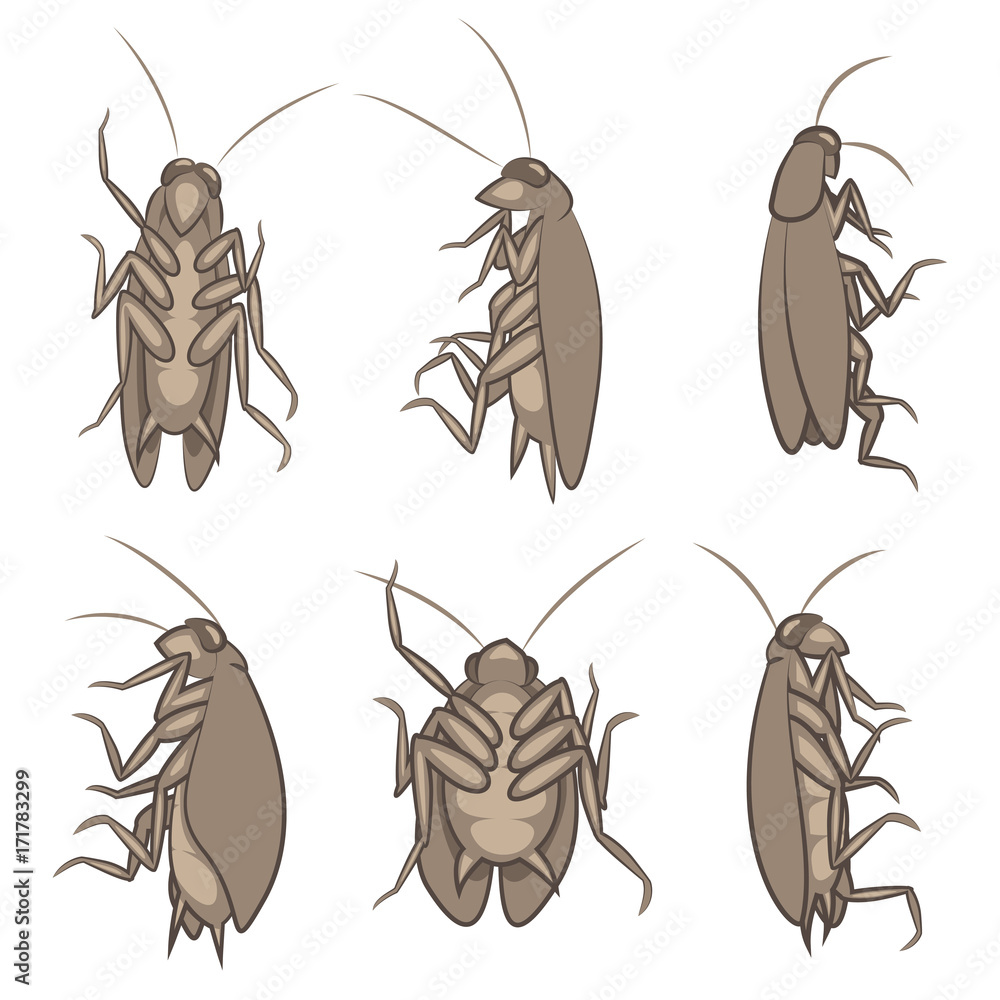 Cockroach. Vector Illustration Of Various Cockroaches From Different ...