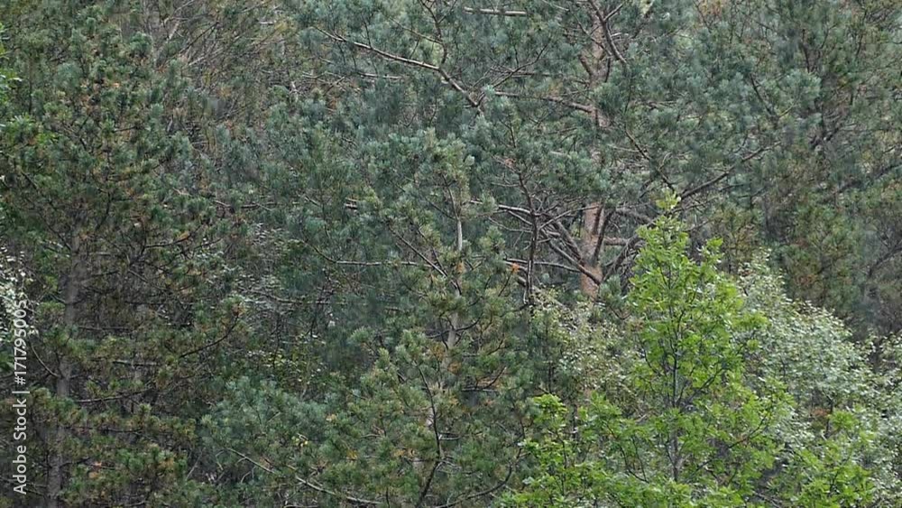 Raining in the forest.Copious rain scene with tree background.Slow ...