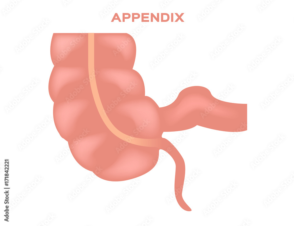 Appendix vector illustration Stock Vector | Adobe Stock