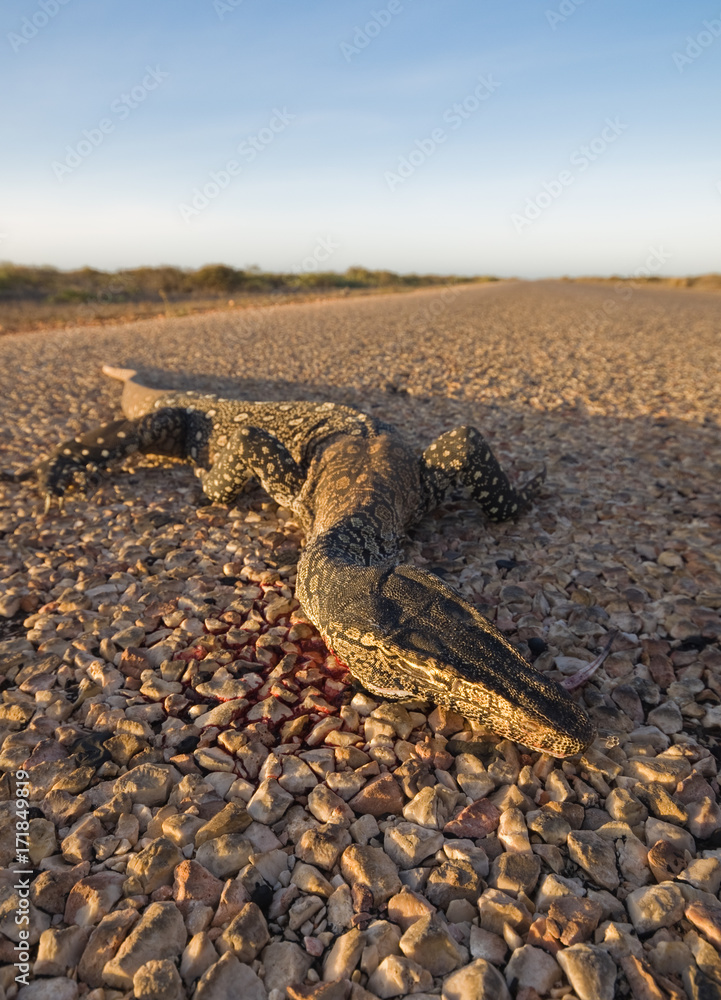 The Perentie Lizard or Goanna monitor lizard in western australia. The ...