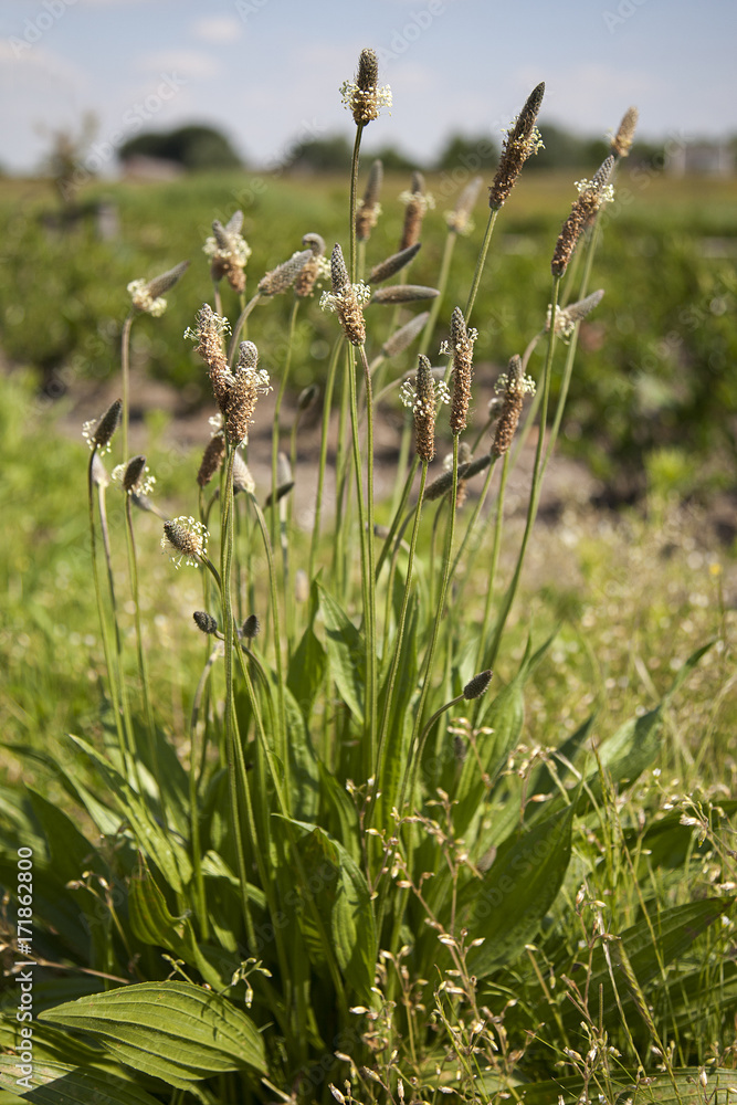 English plantain (Plantago lanceolata) Stock Photo | Adobe Stock