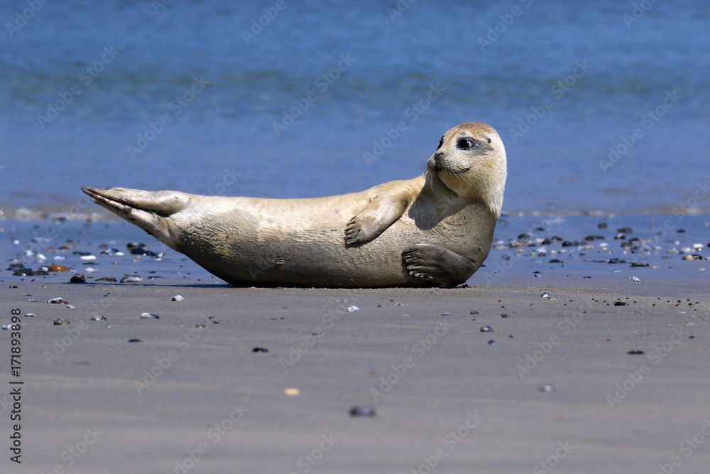 Auf der Seite liegende Robbe Stock-Foto | Adobe Stock