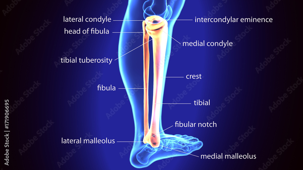 3D Illustration of Human Skeleton Tibia and Fibula Bones Stock ...