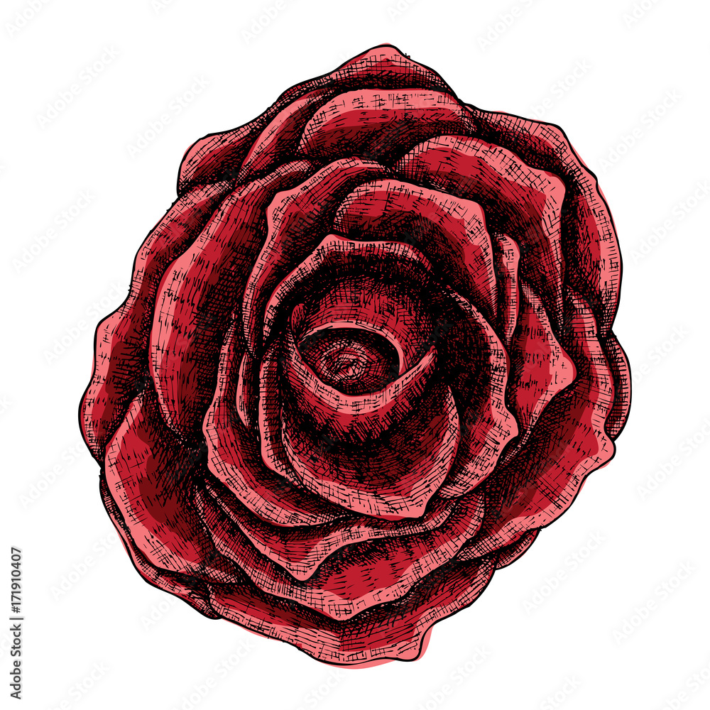 Dark red rose hand drawn, isolated on white. Drawing sketch of the ...