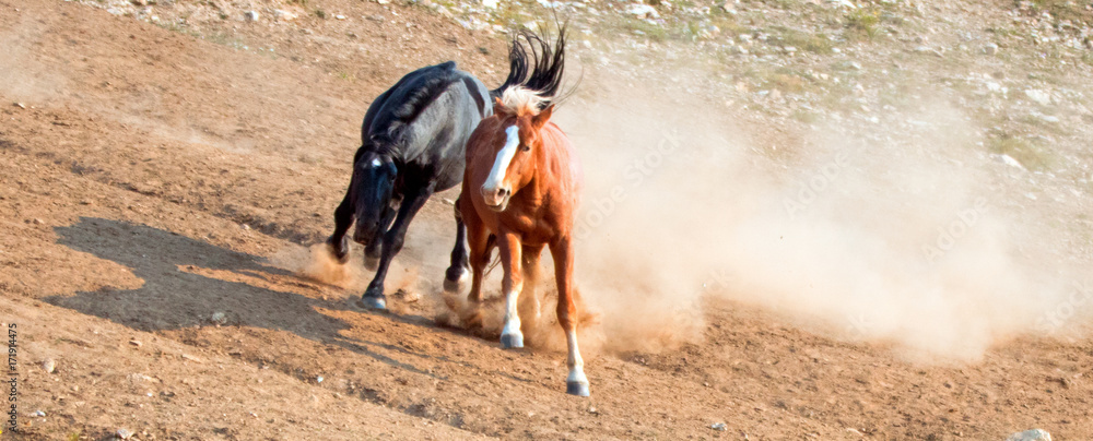 Wild Horses / Mustangs fighting in the Pryor Mountains Wild Horse Range ...