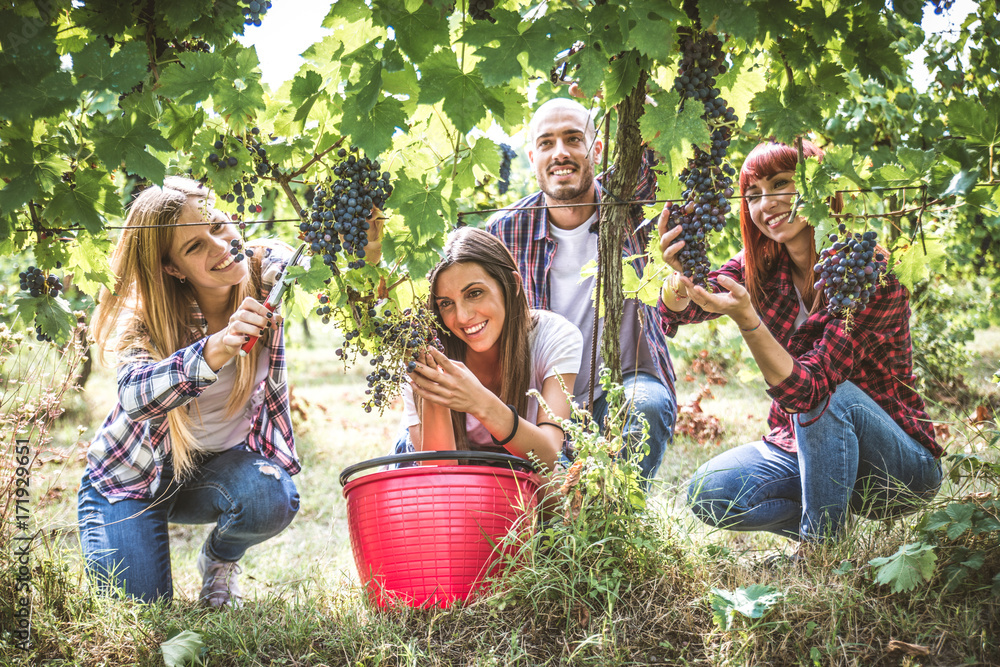People harvesting in a vineyard Stock Photo | Adobe Stock