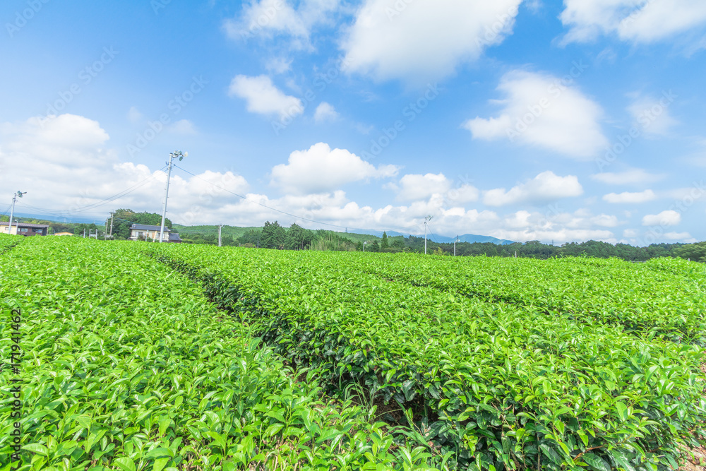 Japanese Tea Field