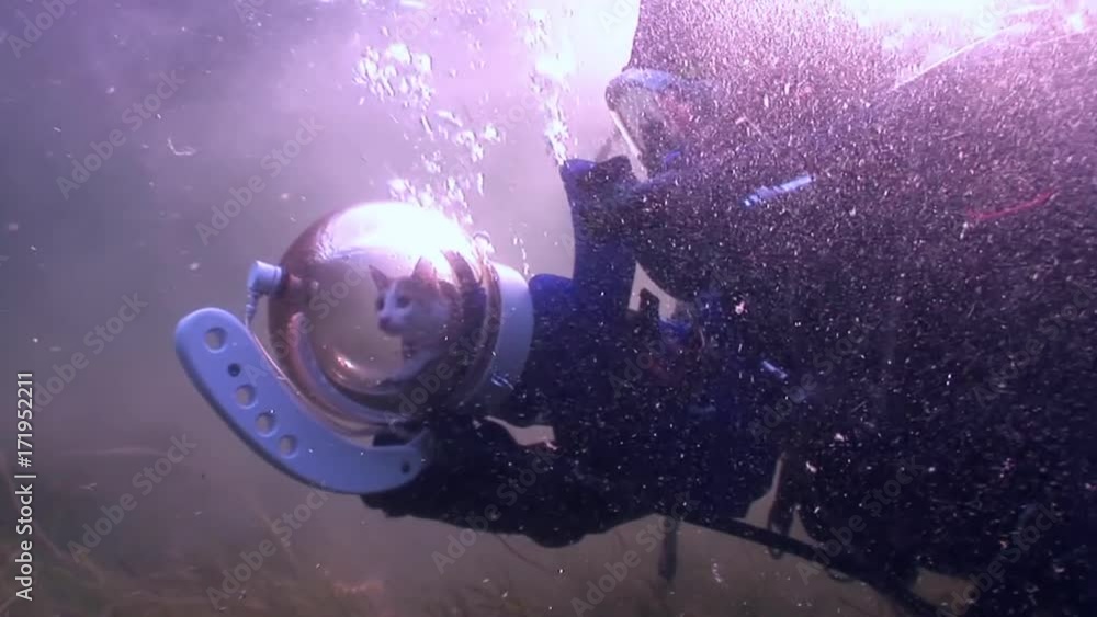 Cat scuba diver on background of reflection sunlight underwater. First ...