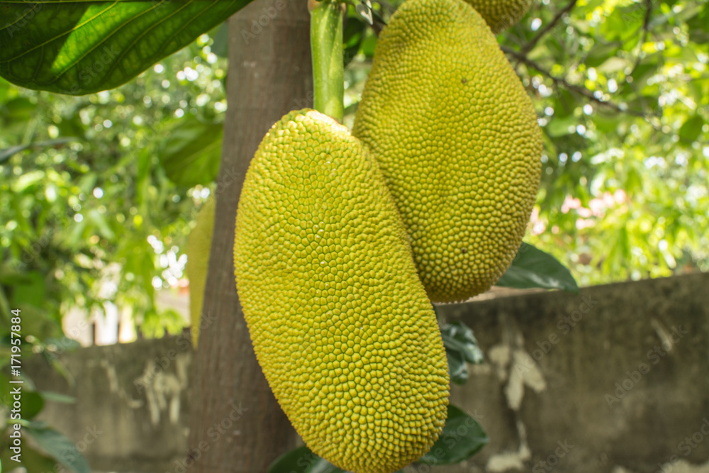The jackfruit, jack tree, is a species of tree in the fig, mulberry ...