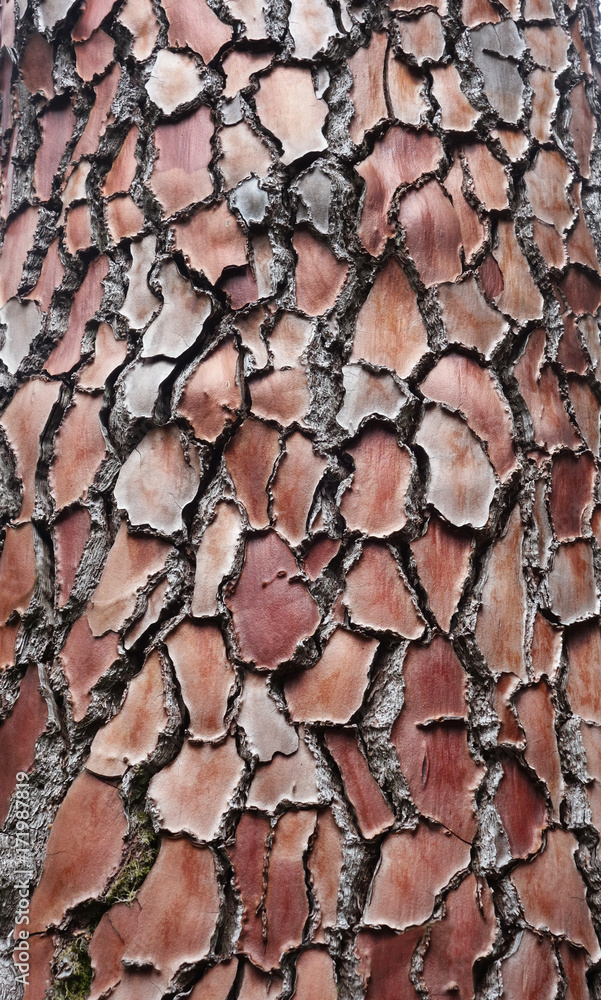 Pinus Pinaster Bark